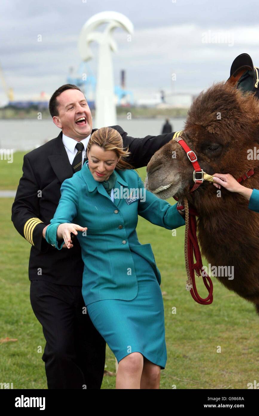 Charlie the camel Stock Photo - Alamy