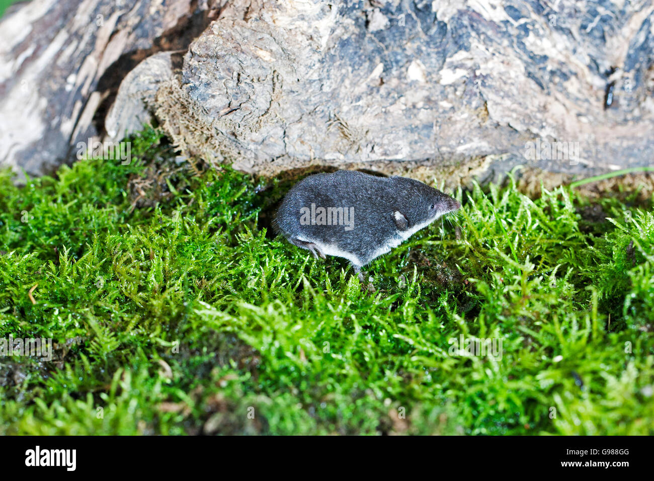 Eurasian Water Shrew Fodiens High Resolution Stock Photography and ...