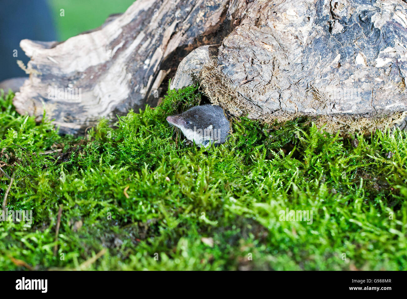 Eurasian water shrew Neomys fodiens [captive] West Country Wildlife ...