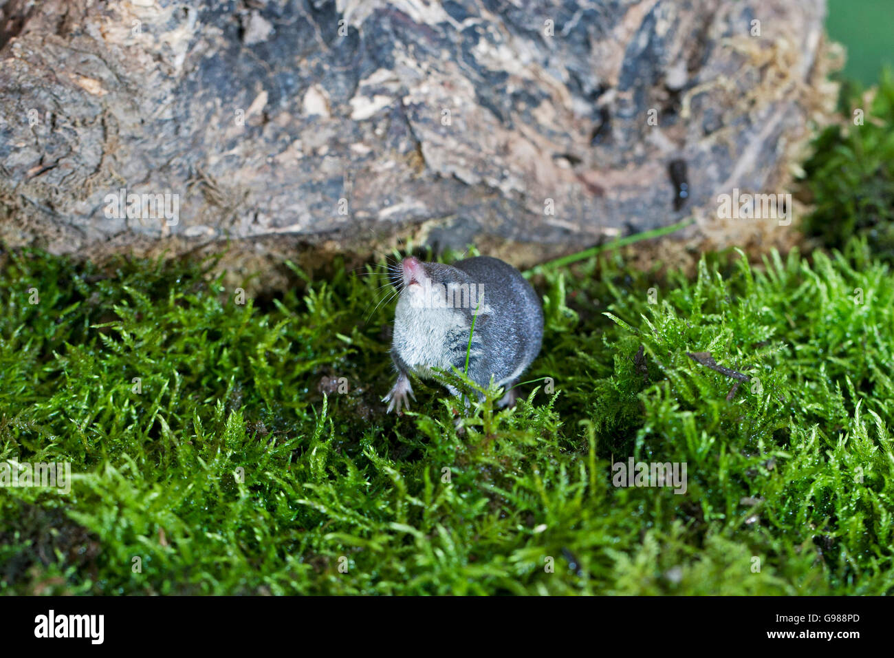 Eurasian water shrew Neomys fodiens [captive] West Country Wildlife ...
