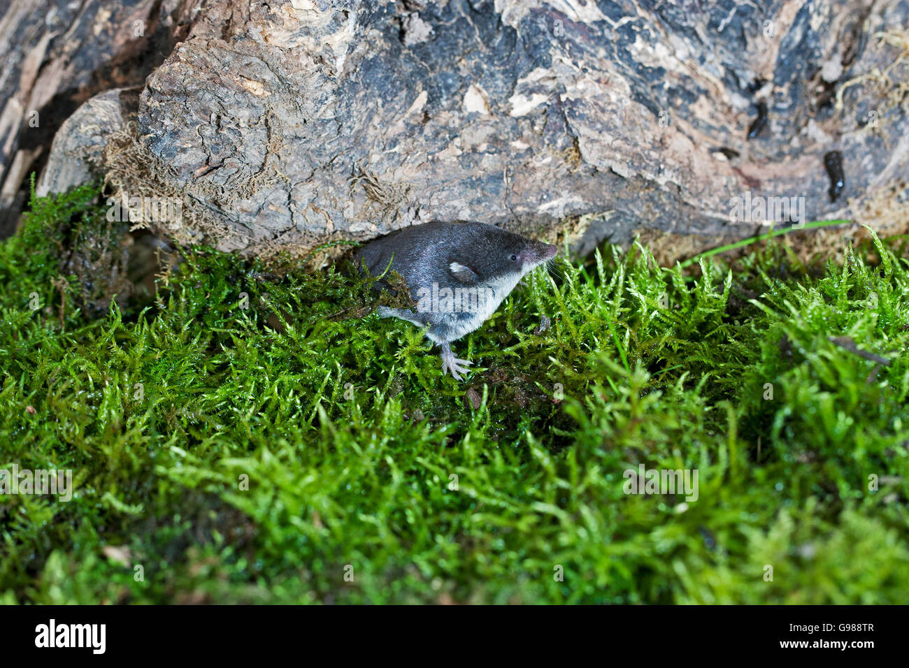 Eurasian water shrew Neomys fodiens [captive] West Country Wildlife ...