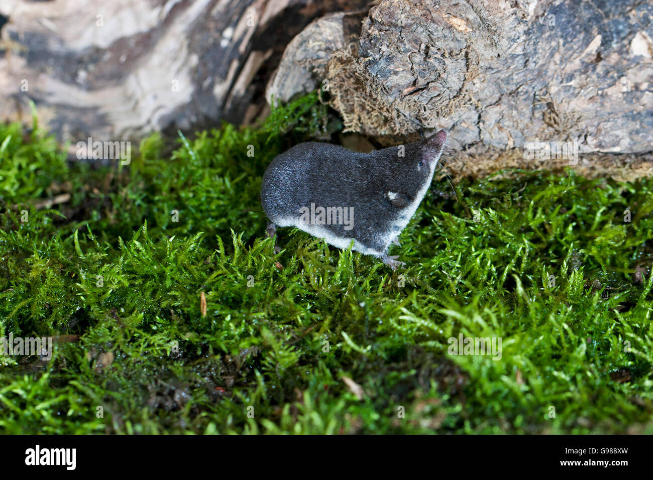 Eurasian Water Shrew Fodiens High Resolution Stock Photography and ...