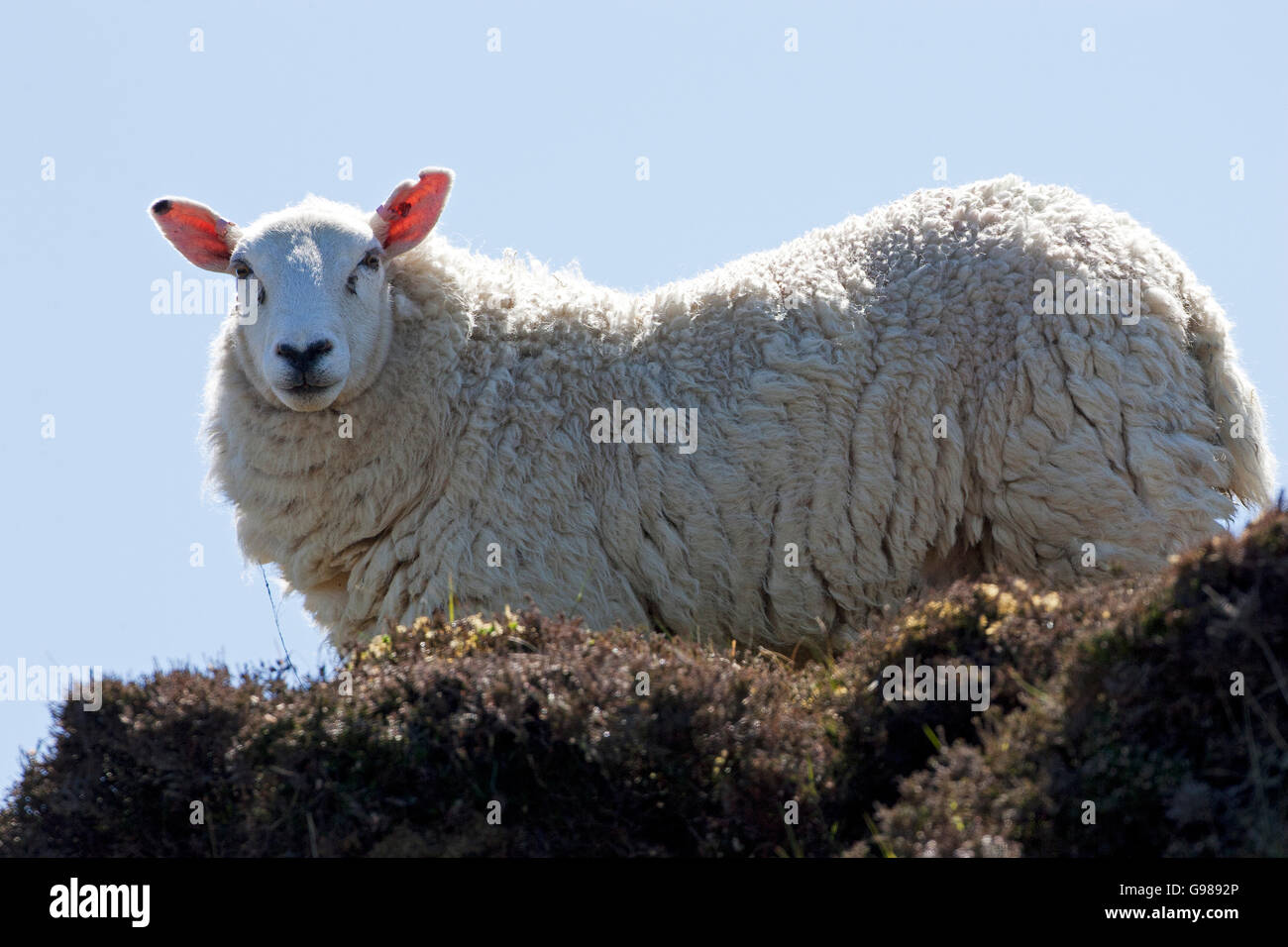 Lleyn sheep hi-res stock photography and images - Alamy