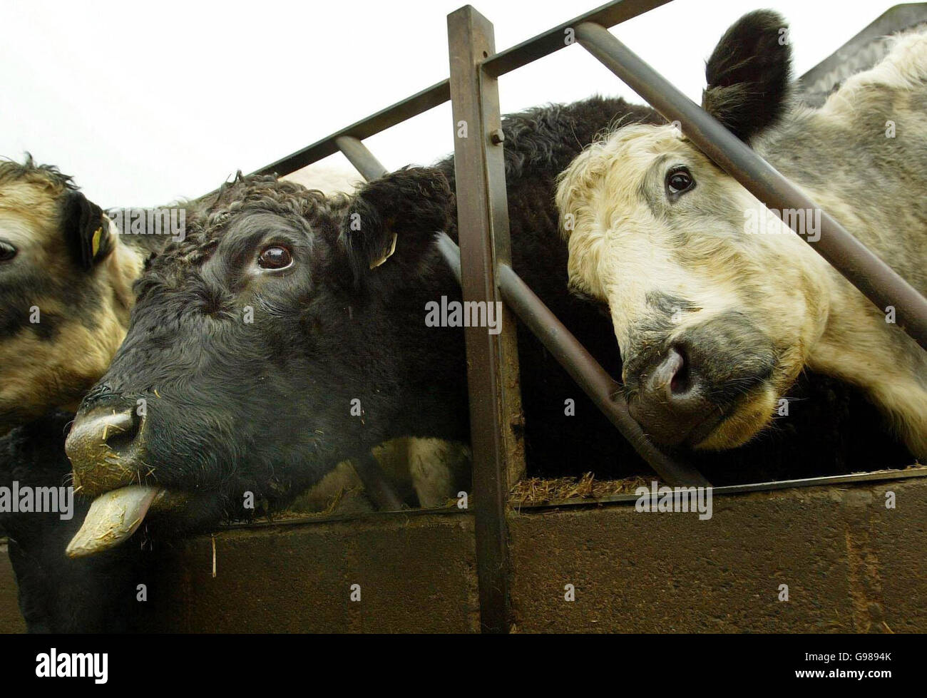 Cows on farm in scottish borders hi-res stock photography and images ...