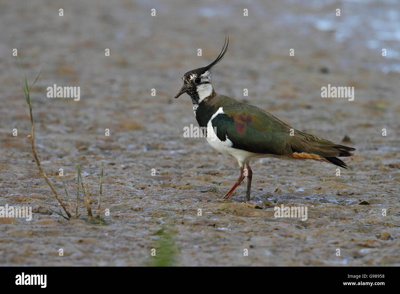 Lapwing (Vanellus vanellus) or Green Plover Stock Photo - Alamy