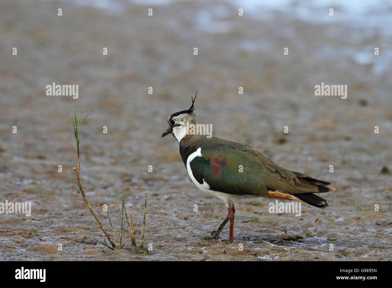 Lapwing (Vanellus vanellus) or Green Plover Stock Photo - Alamy