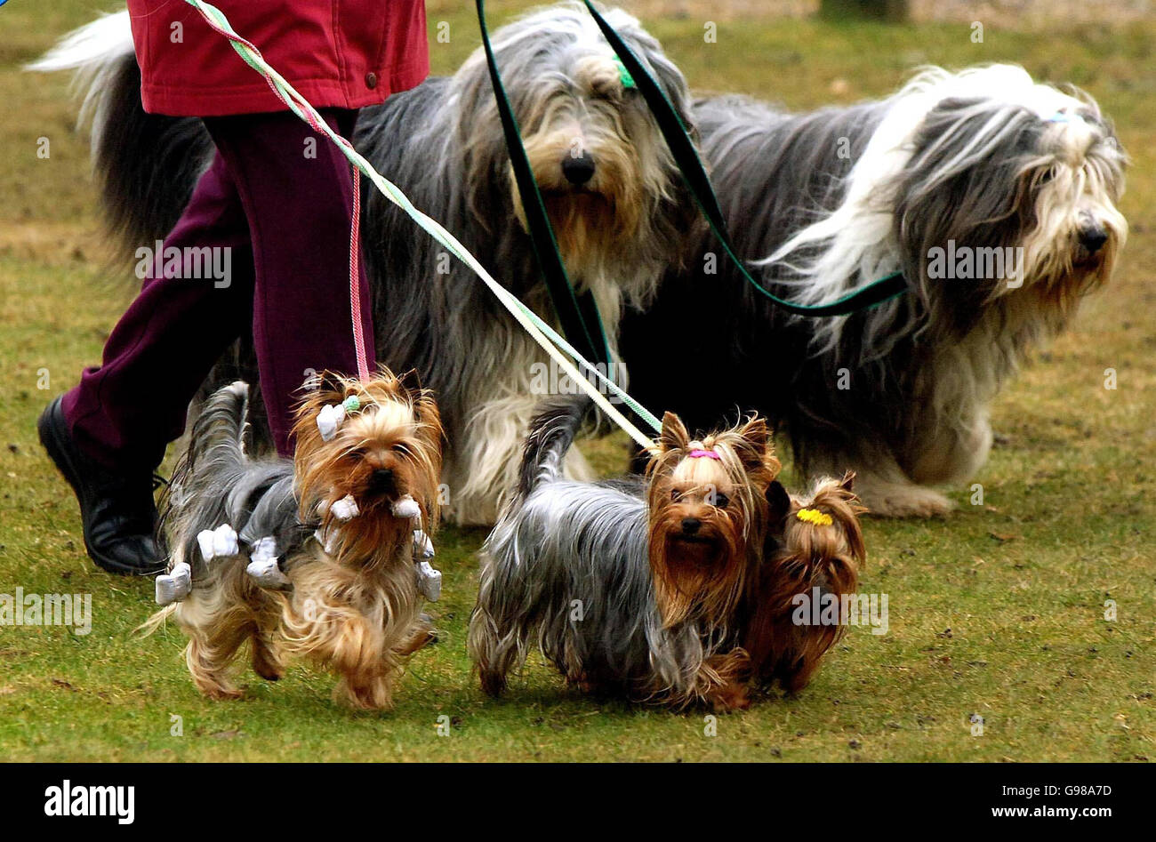 Yorkshire terriers hi-res stock photography and images - Alamy