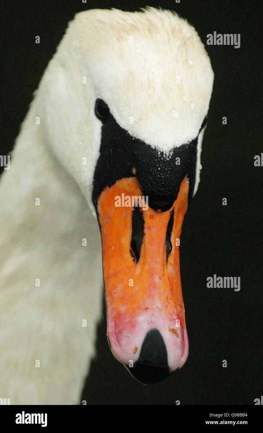 Bird flu photograph of a swan in Victoria park, Glasgow Stock Photo - Alamy
