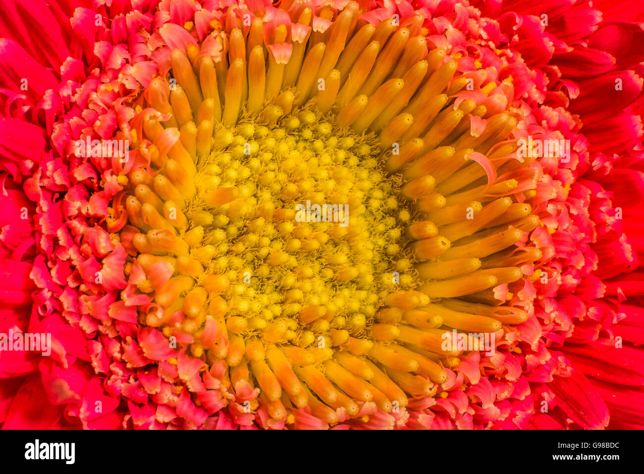 Daisy core hi-res stock photography and images - Alamy