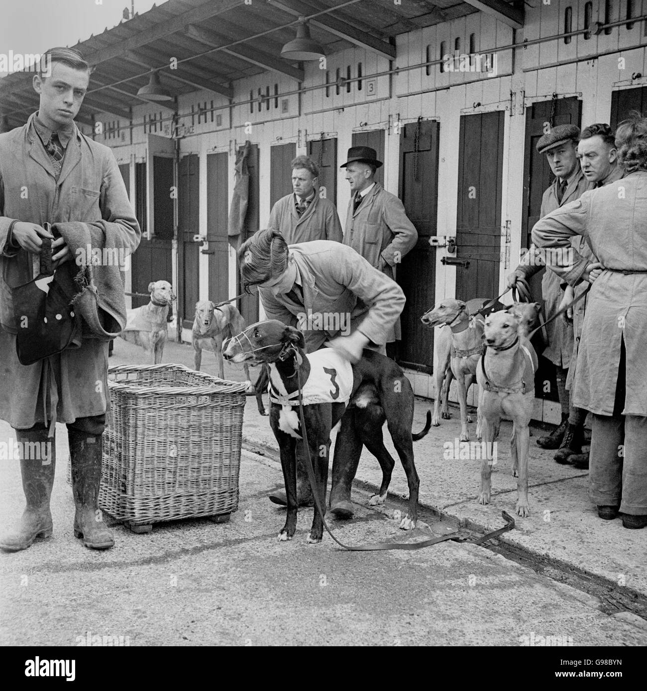 Greyhound Racing - Wembley Stadium Stock Photo - Alamy