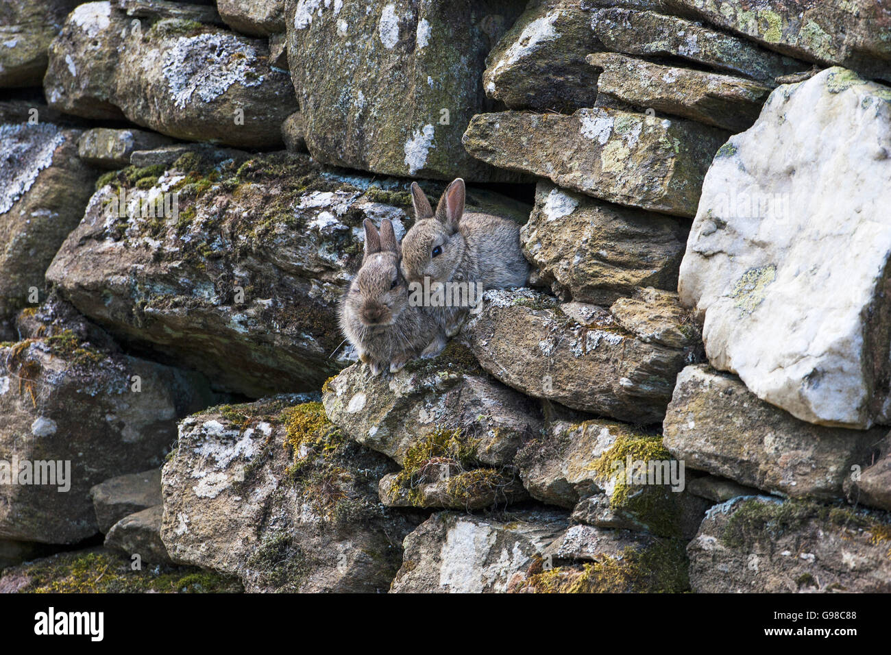 Rabbit Lepus Oryctolagus cuniculus youngsters resting in dry stone wall ...