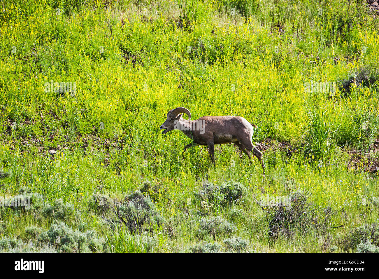 Sheep running across the road hi-res stock photography and images - Alamy