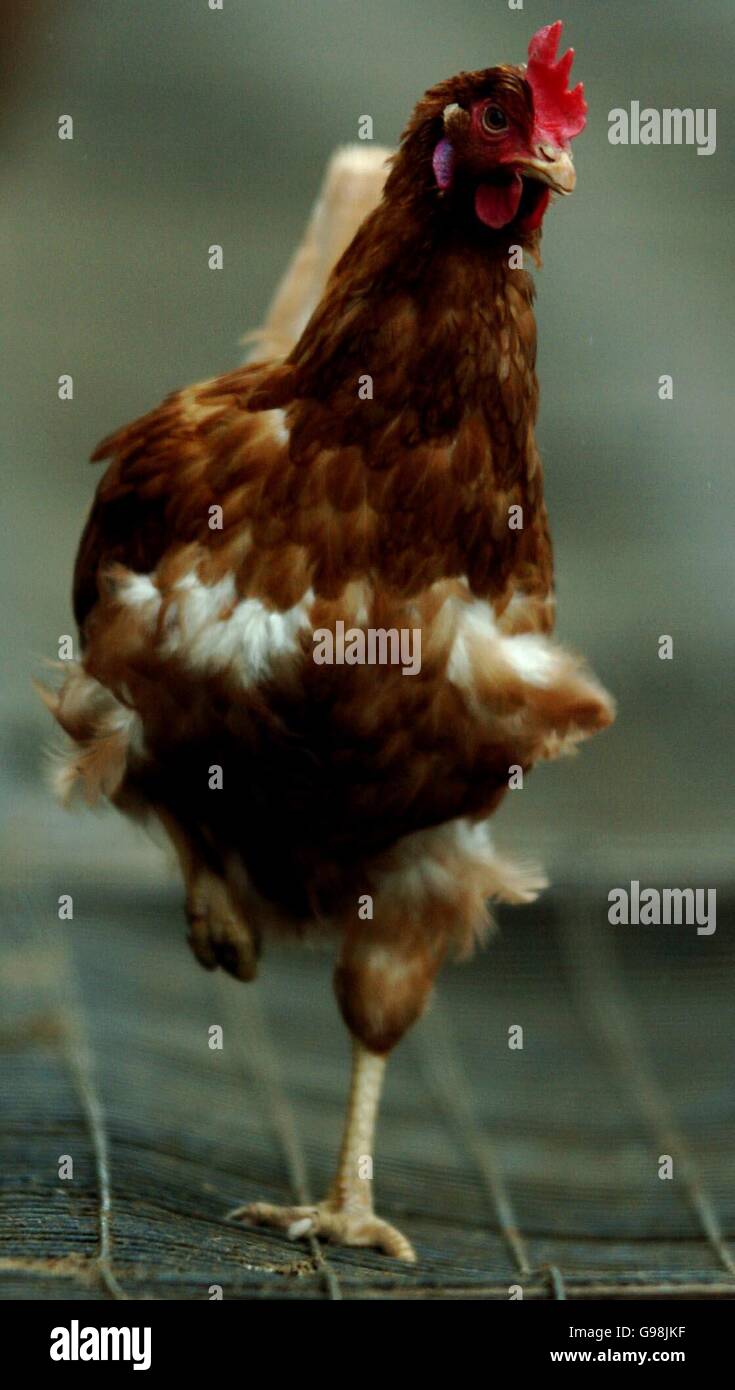 Lohman Brown Chickens at Packsfield Farm, Fakenham, Norfolk. Tuesday ...