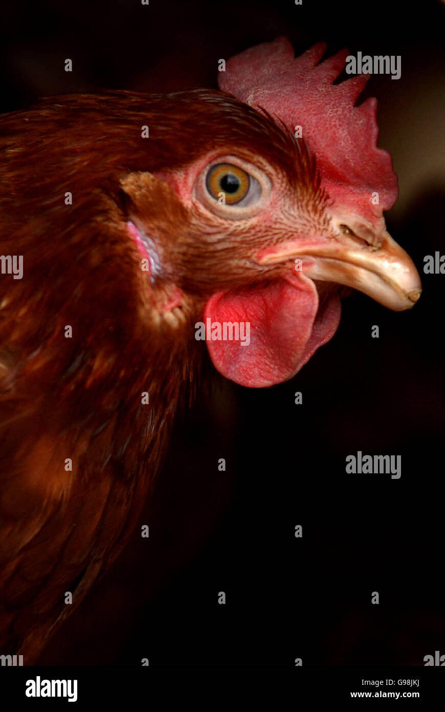 Lohman brown chickens packsfield farm hi-res stock photography and ...