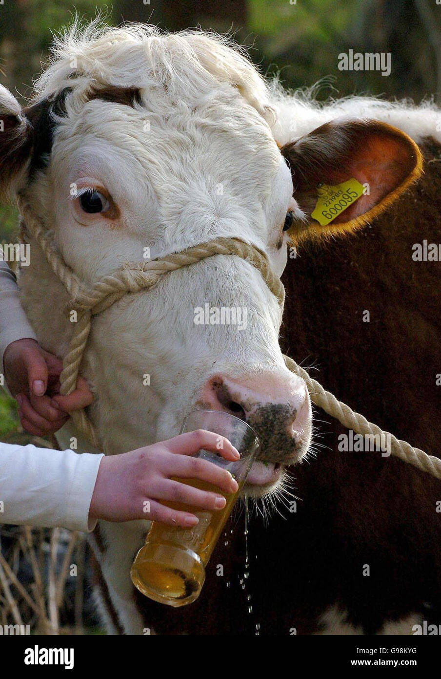 Lottie cow enjoys pint beer wednesday march 29 hi-res stock photography ...