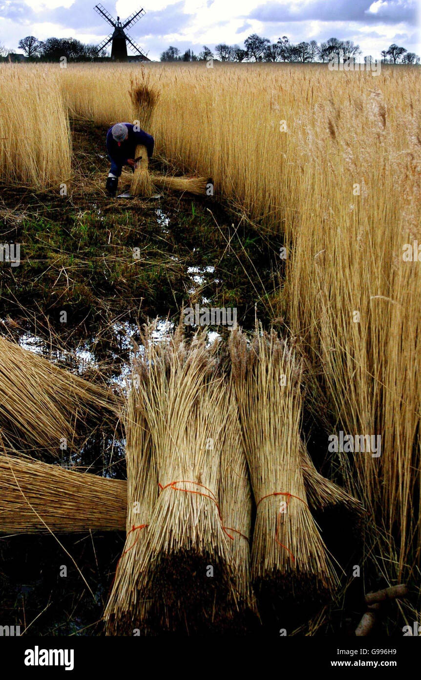 Eric Edwards, a reed cutter for the Norfolk Broads Authority, collects ...