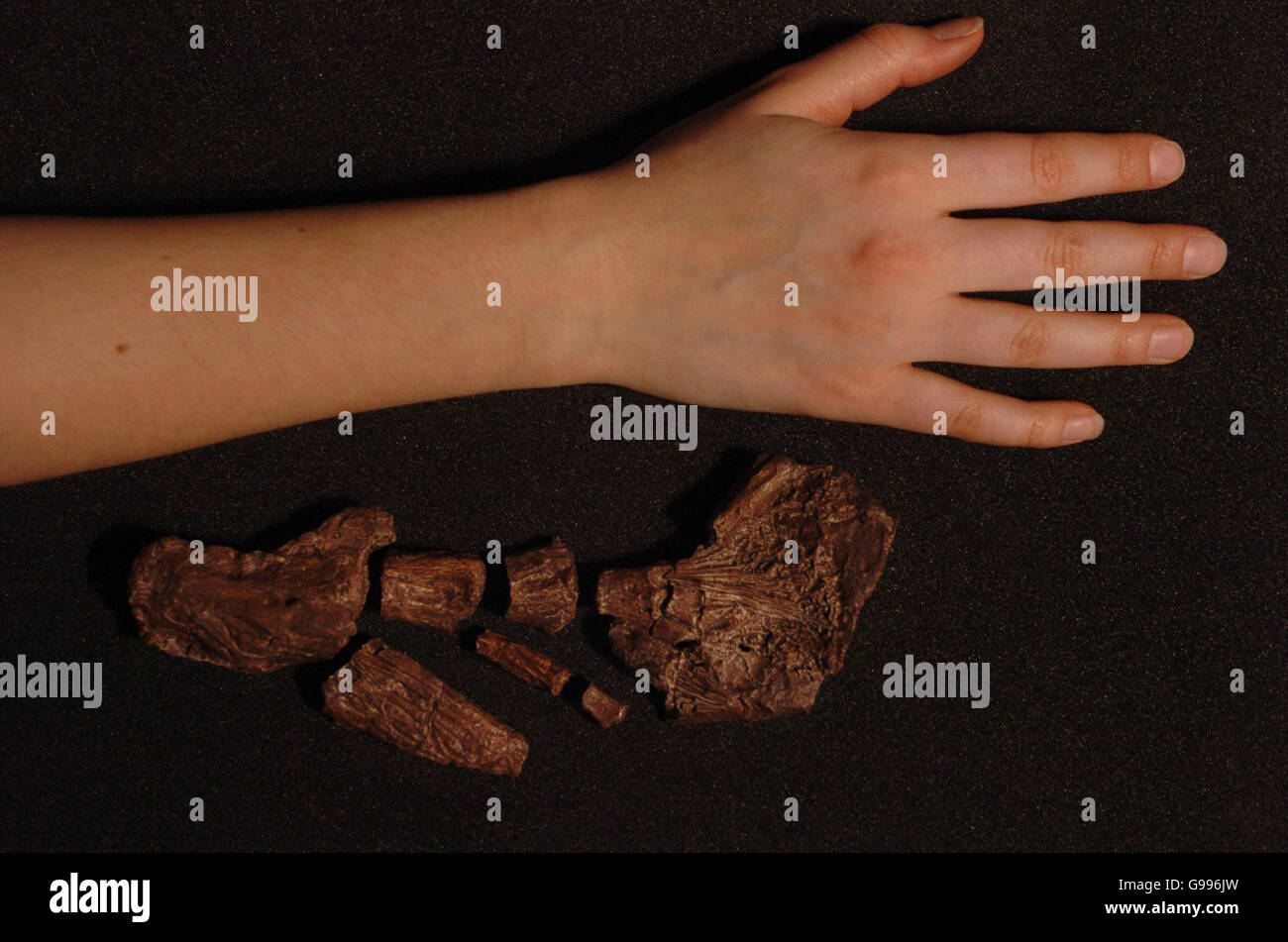 Fossil fish scales hi-res stock photography and images - Alamy