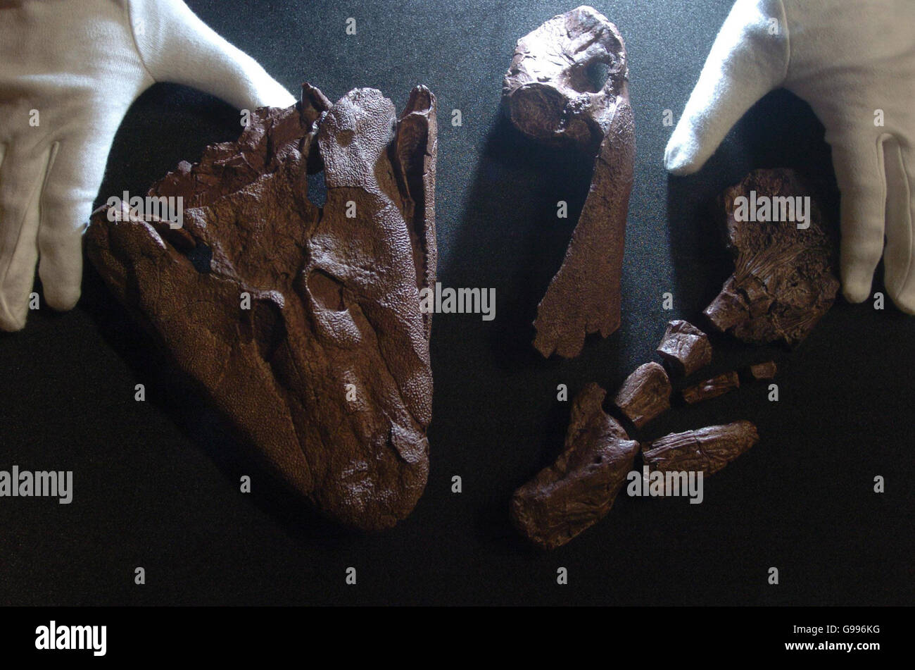 Fossil fish scales hi-res stock photography and images - Alamy