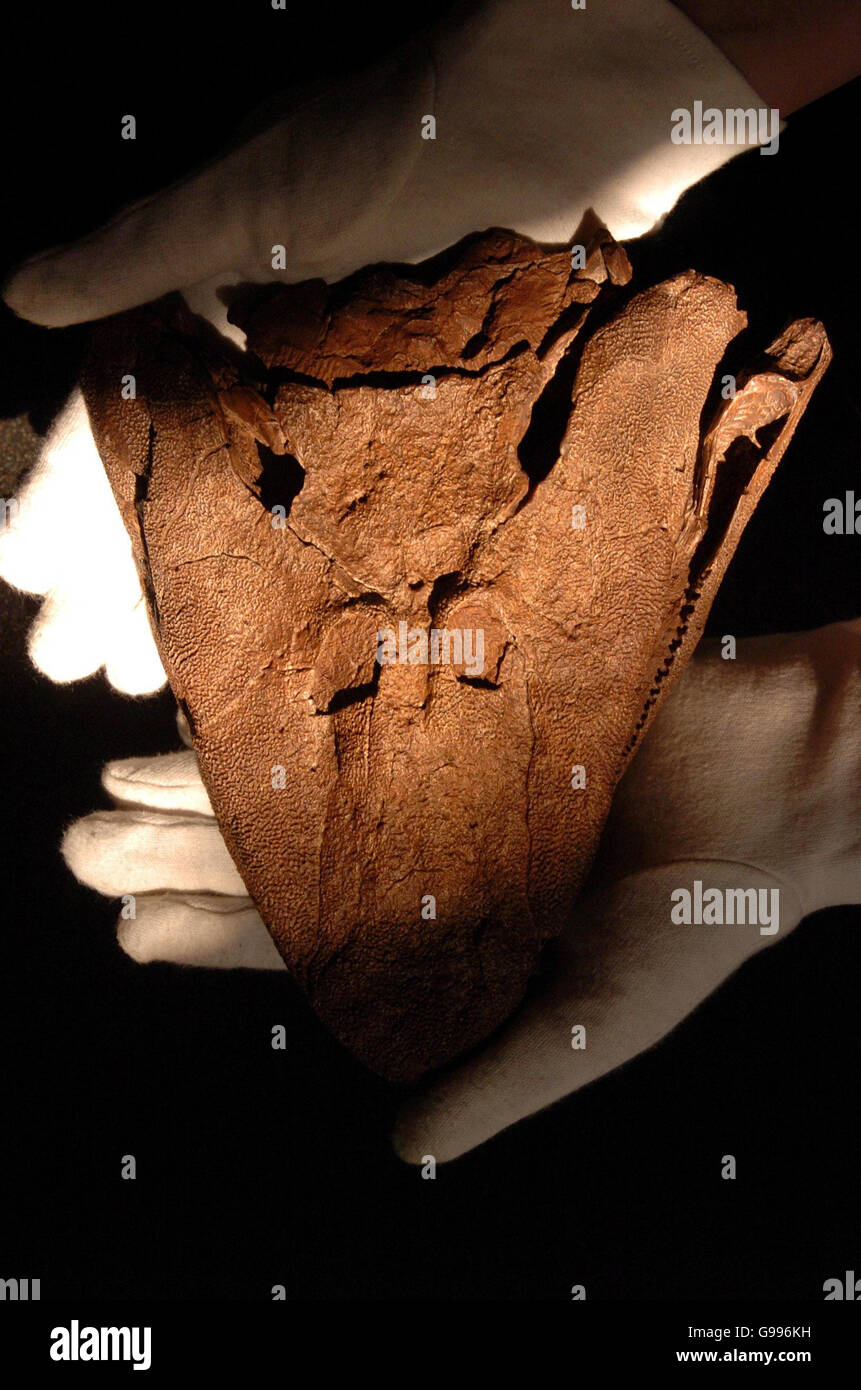 Devonian period hi-res stock photography and images - Alamy