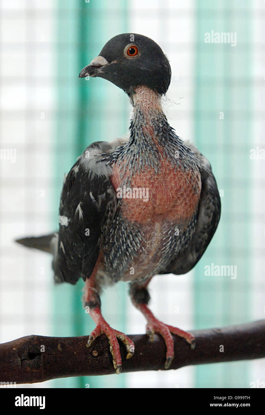 Plucky the pigeon at gloucestershire wildlife rescue centre hi-res ...