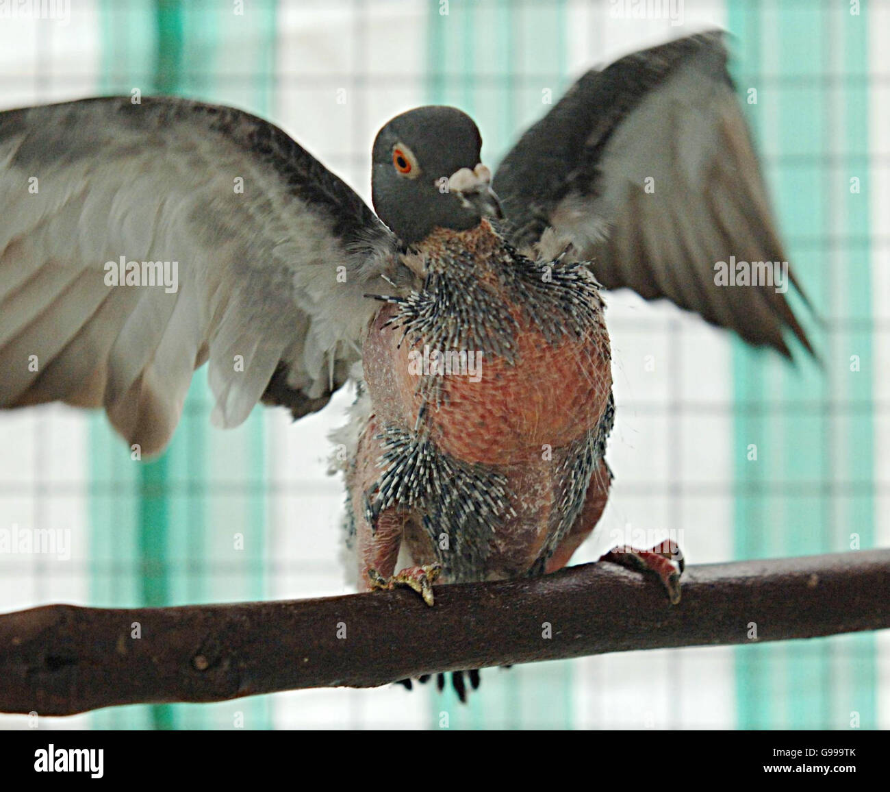 Pigeon attack hi-res stock photography and images - Alamy