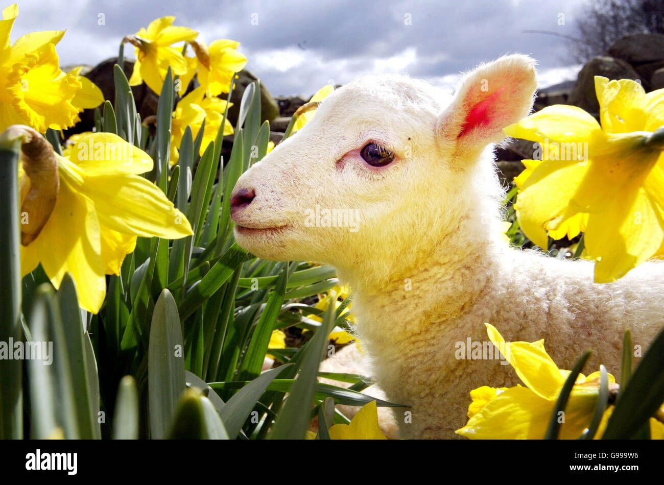 Lamb and daffodils hi-res stock photography and images - Alamy