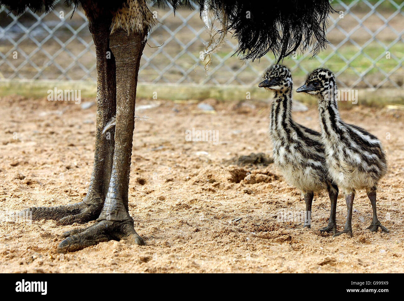 Chicks with mother hi-res stock photography and images - Alamy