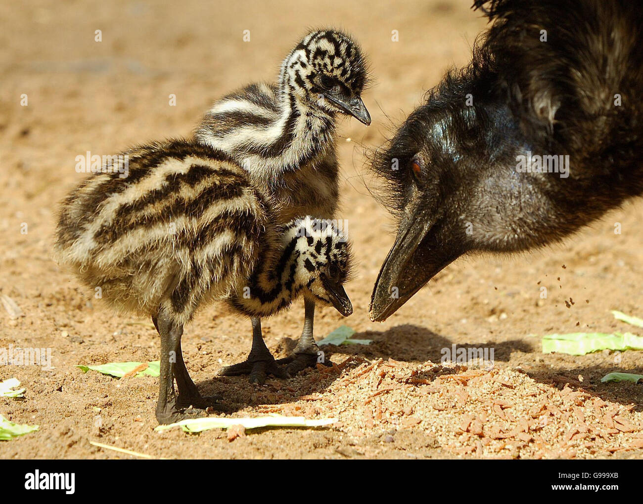 Mother emu hi-res stock photography and images - Alamy