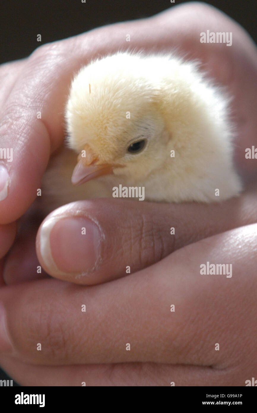 A visitor to Monk Park Farm, Bagby, Thirsk, North Yorkshire holds an ...