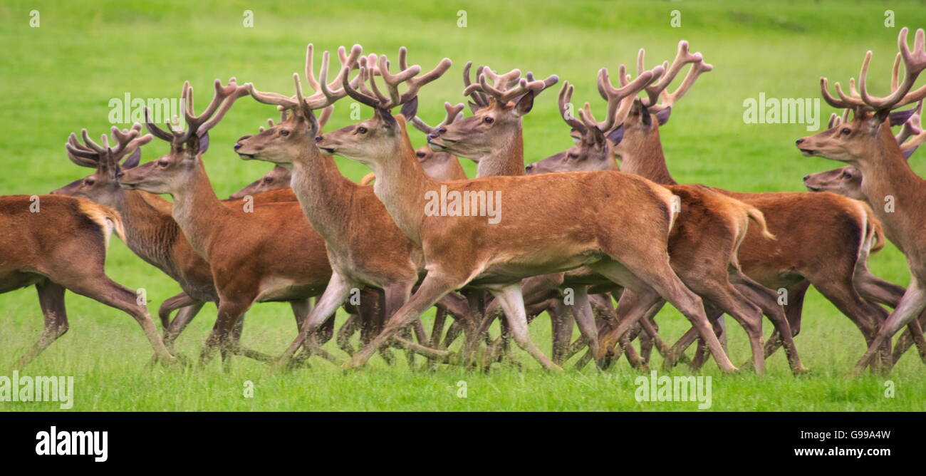 Herd of red deer running through a field Stock Photo - Alamy
