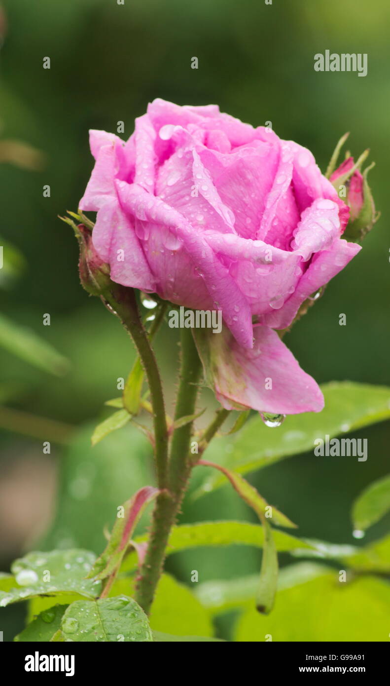 Pink rose and stem in the rain Stock Photo - Alamy