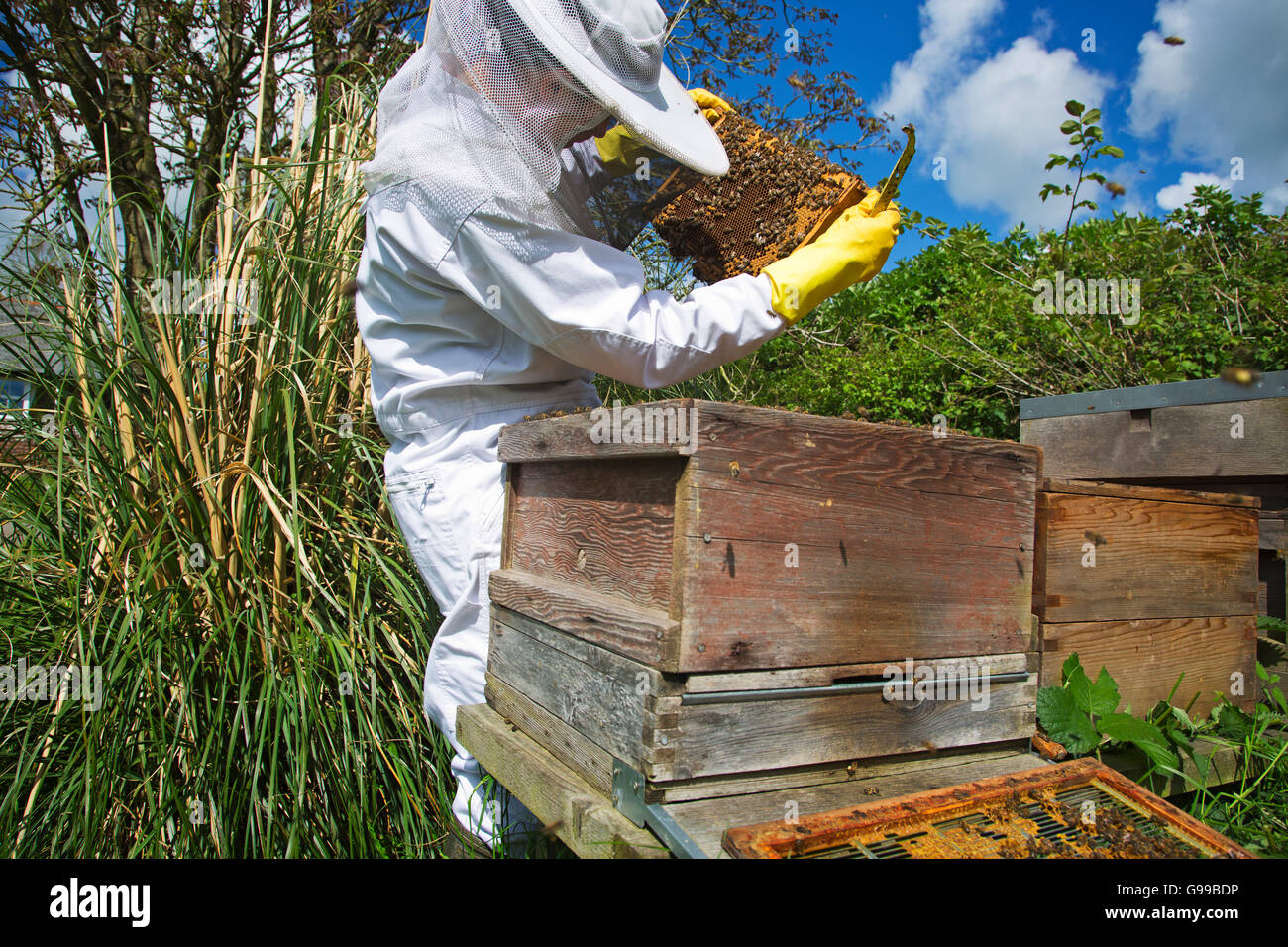 Cottage garden bee keeping hi-res stock photography and images - Alamy