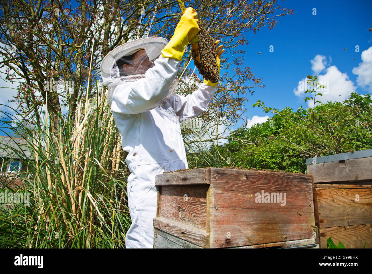 Keeping bees hi-res stock photography and images - Alamy