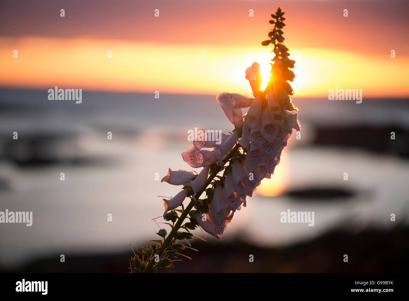 Green plants obtain most of their energy from sunlight via photosynthe ...