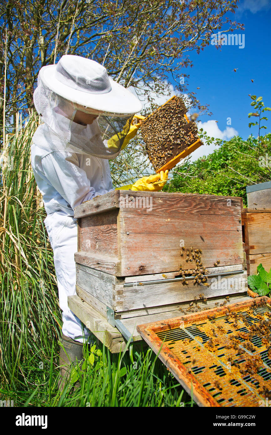Cottage garden bee keeping hi-res stock photography and images - Alamy