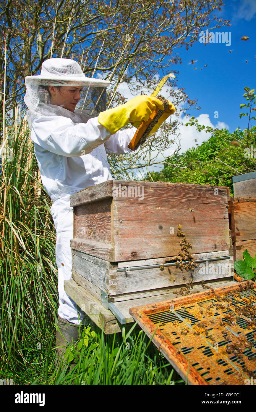Cottage garden bee keeping hi-res stock photography and images - Alamy
