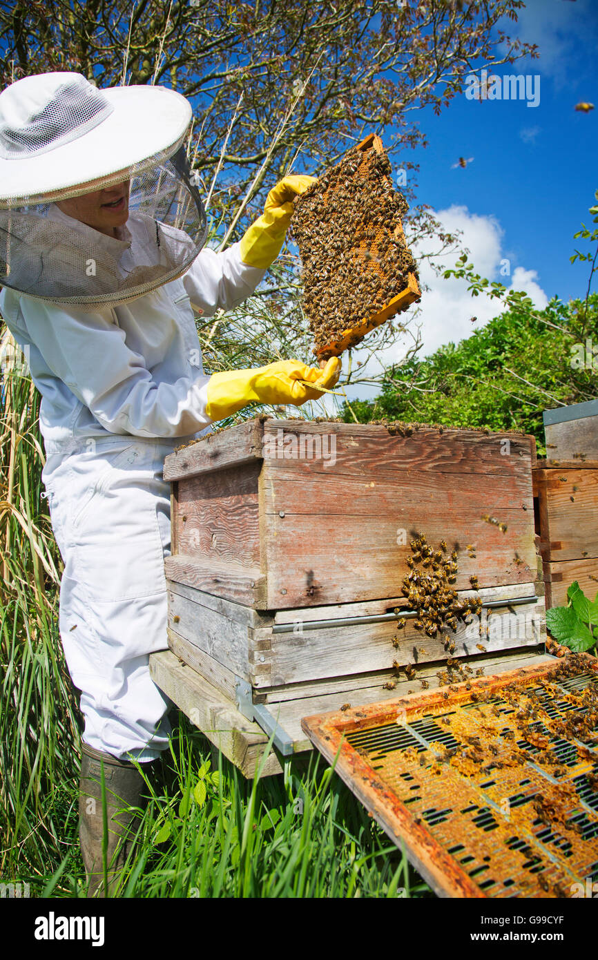 Keeping bees hi-res stock photography and images - Alamy