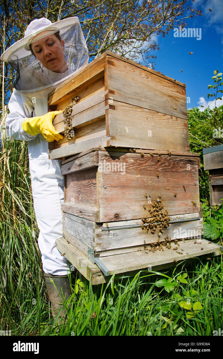 Cottage garden bee keeping hi-res stock photography and images - Alamy