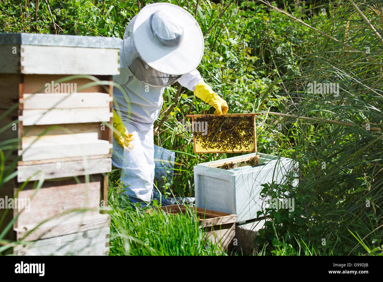 A modern poly nuc box bee hive Stock Photo - Alamy