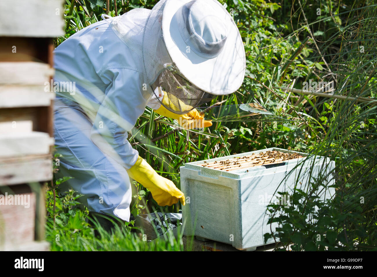 A modern poly nuc box bee hive Stock Photo - Alamy
