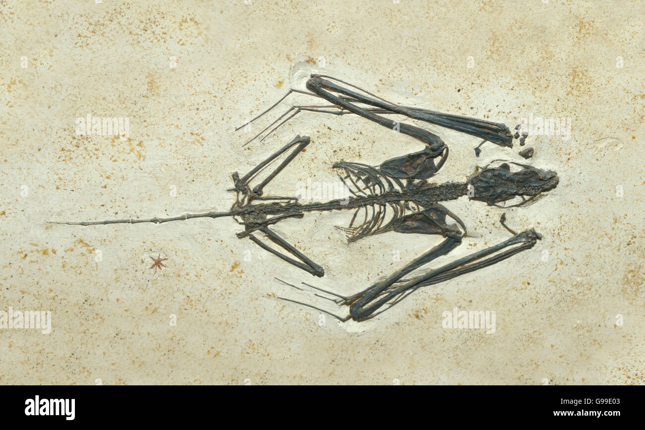 Bat fossil, Icaronycteris index, one of the earliest known bats. The ...