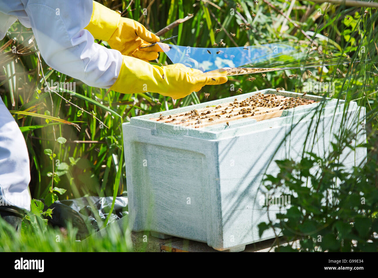 A modern poly nuc box bee hive Stock Photo - Alamy
