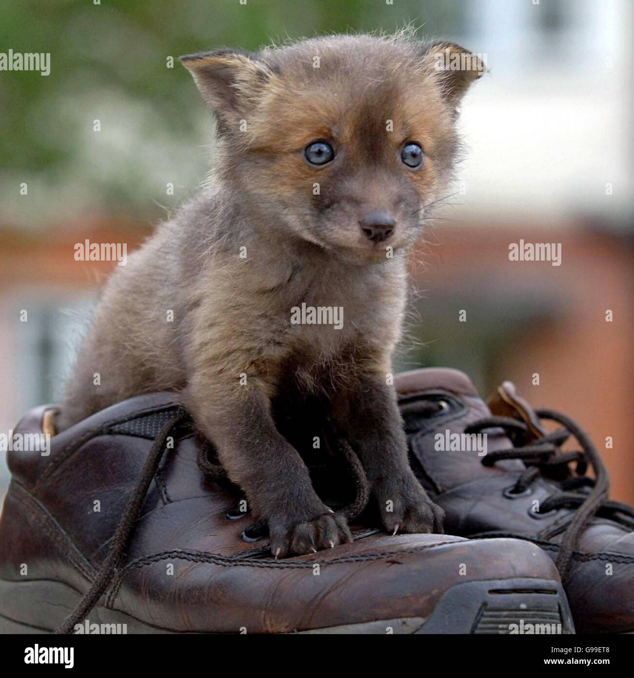 Orphaned fox hi-res stock photography and images - Alamy