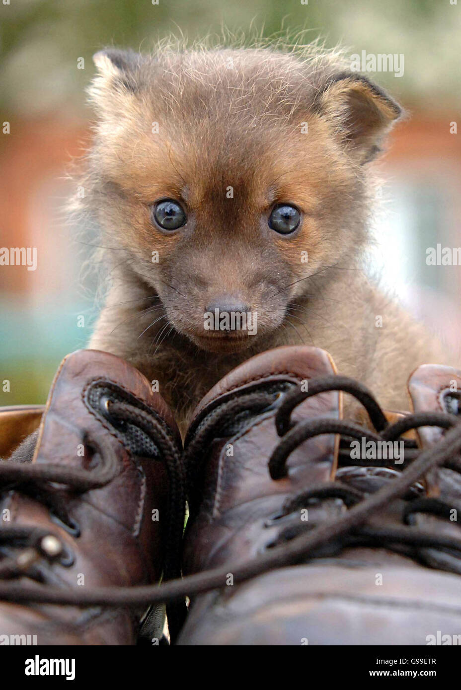 A six-week-old orphaned fox, which is being cared for at ...