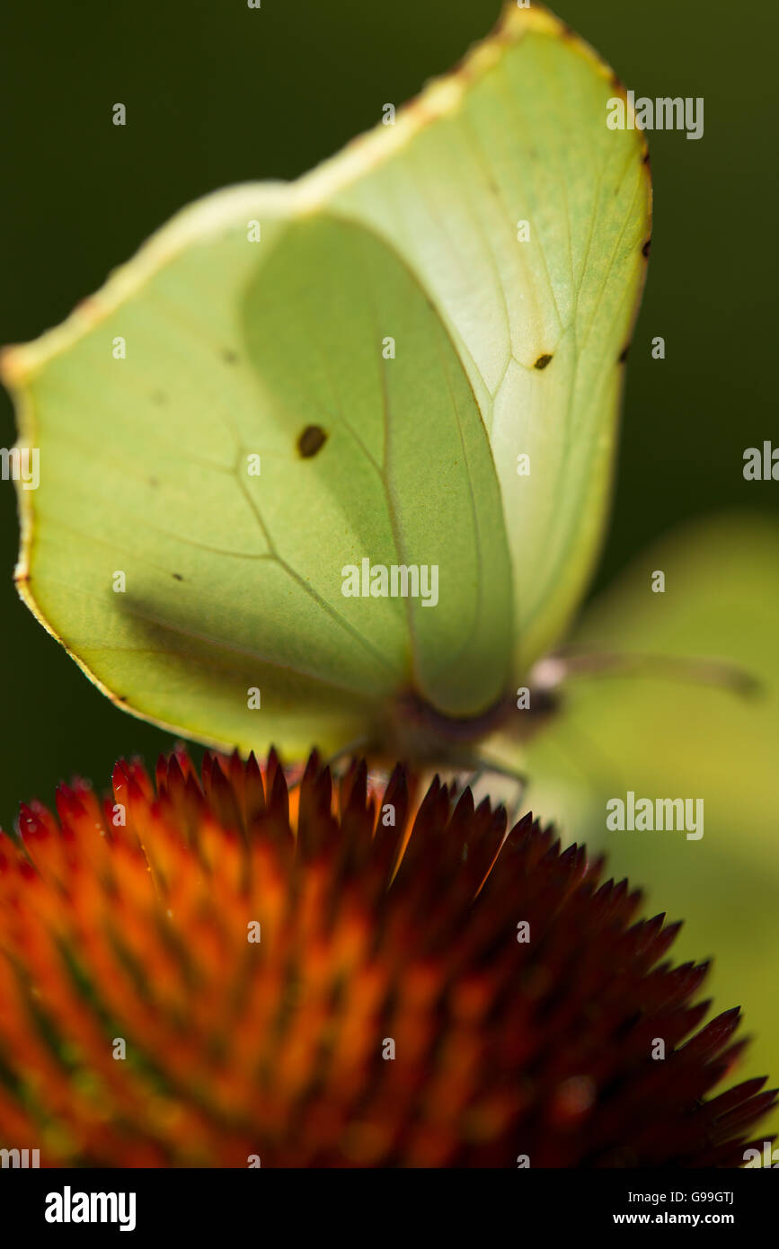 Insect research works hi-res stock photography and images - Alamy