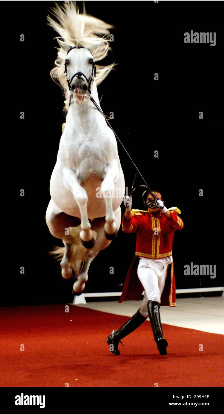 Lipizzaner Horses Jumping