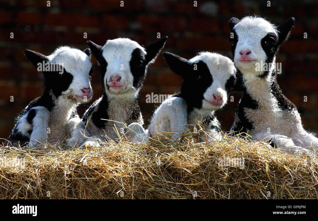 Quads babies hi-res stock photography and images - Alamy