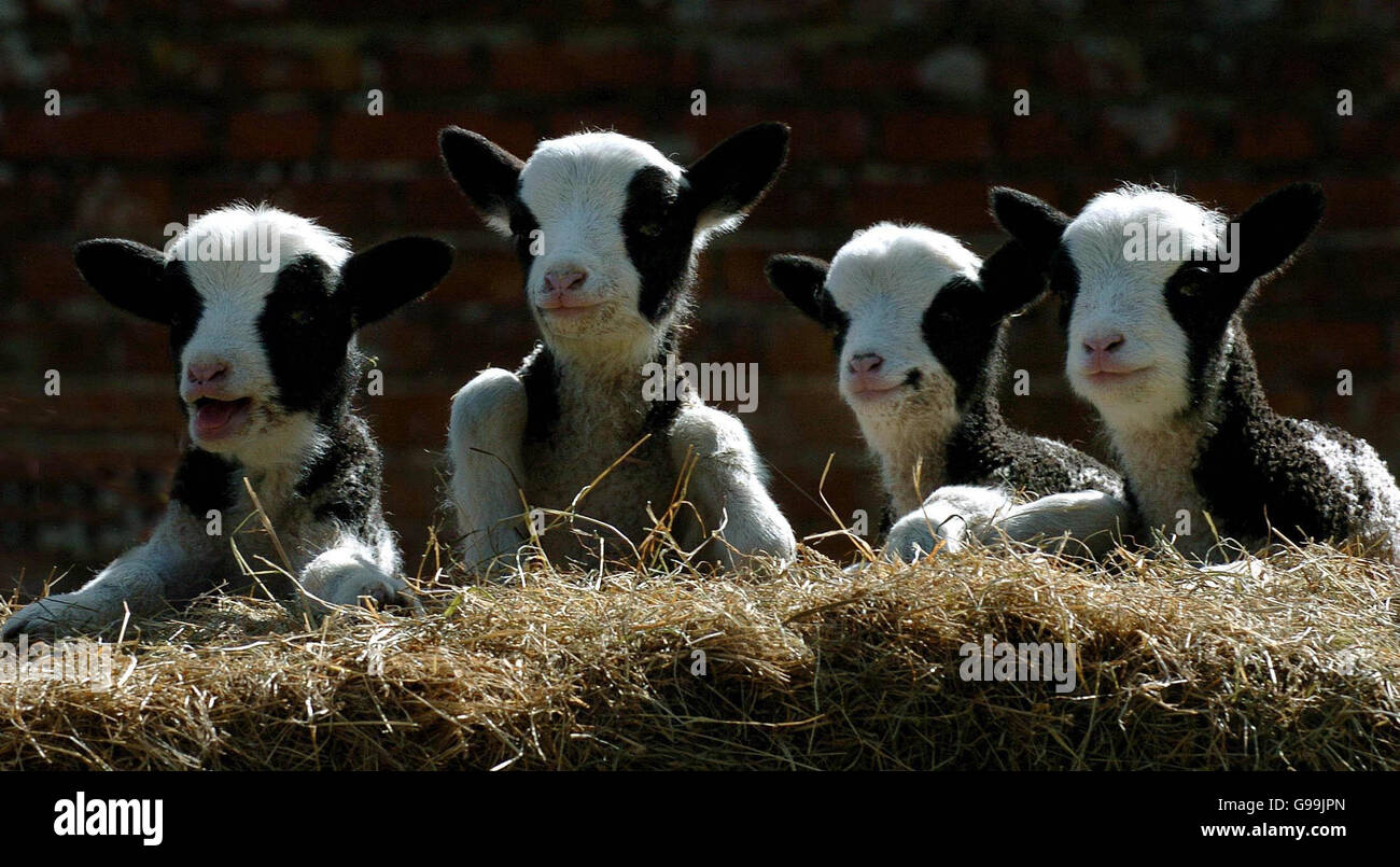 Parkland animals hi-res stock photography and images - Alamy