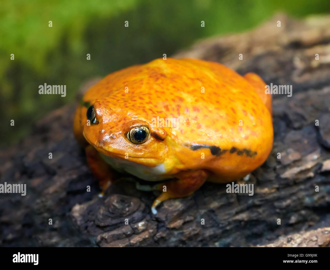 Sambava tomato frog hi-res stock photography and images - Alamy
