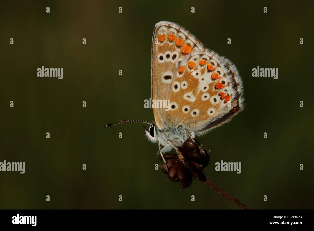 Male Brown Argus Butterfly Stock Photo - Alamy
